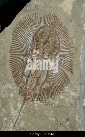 Fossil skeleton and bones of extinct sea turtle Archelon, largest ...