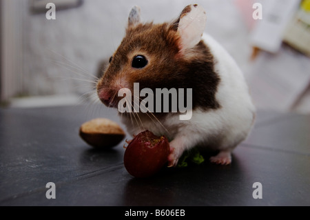 hamster eating grape on worktop Stock Photo - Alamy