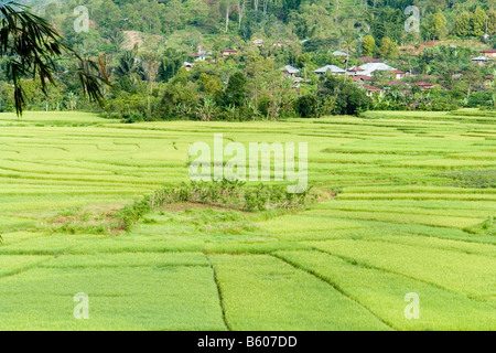 Paddy fields in "spiders' web" patterns (Flores - Indonesia). Rizières ...