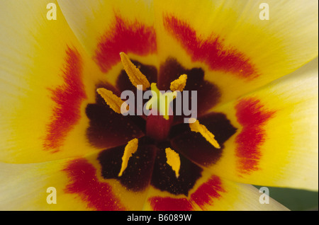 Tulip Albion Star Stock Photo - Alamy