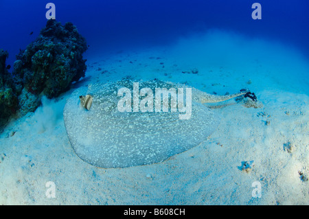 Porcupine ray (Urogymnus asperrimus) underwater in the tropical coral ...