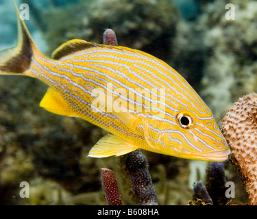 Caesar Grunt (Haemulon carbonarium Stock Photo - Alamy