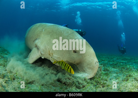 dugong dugon, Gnathanodon speciosus, Dugong with juvenile Golden ...