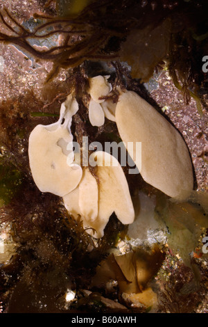 Purse Sponge - Scypha compressa Stock Photo - Alamy