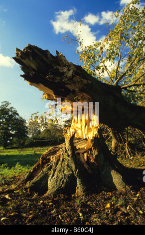 Storm damaged tree Stock Photo - Alamy