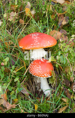 Amanita muscaria. fly agaric toadstool Stock Photo - Alamy