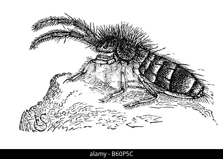 Springtails Collembola form the largest of the three lineages of modern ...
