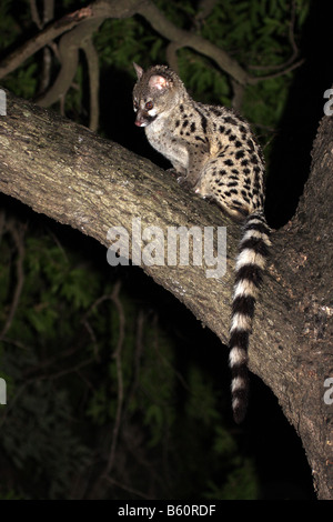 common genet, genetta genetta, single adult sitting in a tree at night ...