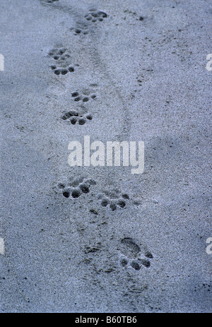 otter foot prints and tail mark Stock Photo - Alamy