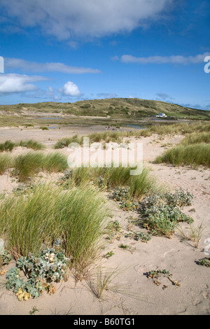 st gothian sands nature reserve and gwithian beach cornwall Stock Photo ...