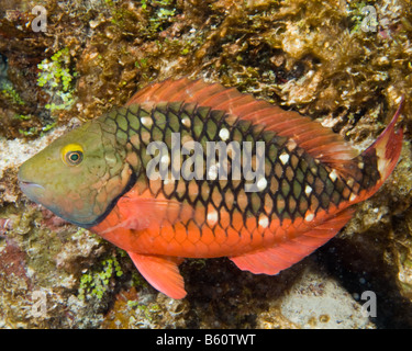 Stoplight parrotfish Sparisoma viride in its initial phase Stock Photo ...