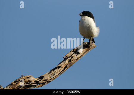 Long-tailed fiscal, Lanius cabanisi, Meru National Park, Kenya Stock ...