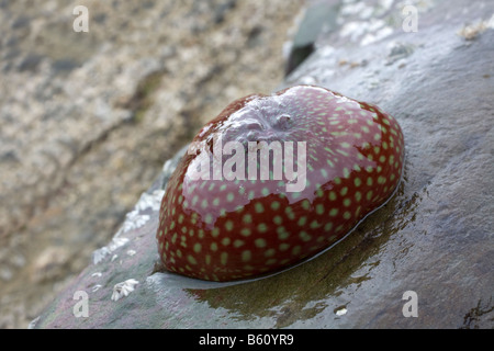 strawberry anemone (Actinia fragacea) on a rock during low tide Stock ...