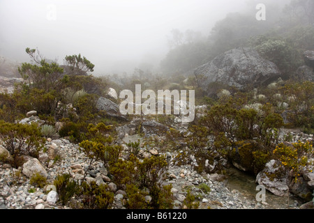 Venezuela, Merida, Sierra Nevada de Merida, two mountain lakes near ...