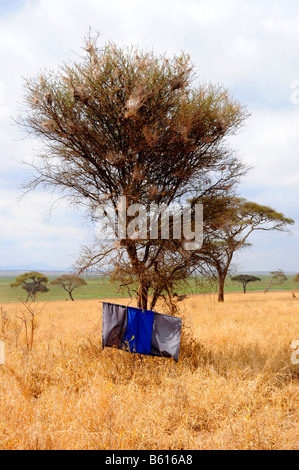 Tanzania. Tarangire National Park. Tsetse Fly Traps. Flies are ...