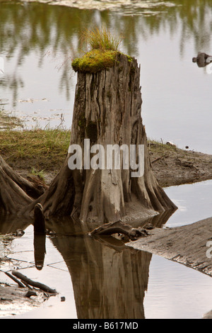 Reflection of tree stumps in pool of Vermilion Lakes, Banff National ...