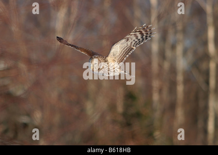 Ural owl in flight with forest background Stock Photo - Alamy