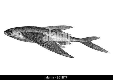 Flying fish Exocoetus Stock Photo - Alamy