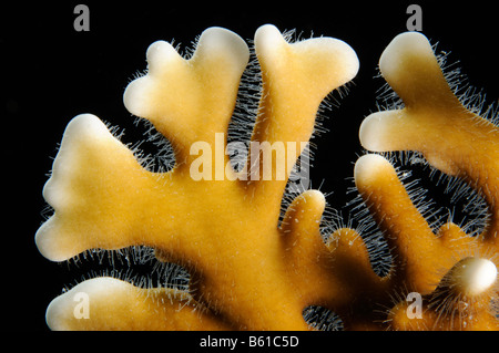 Net fire coral (Millepora dichotoma), net fire coral, diver in the ...