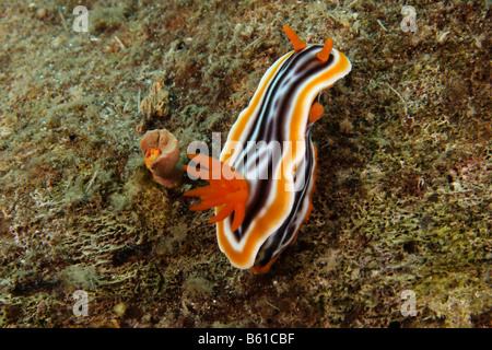 nudibranch or sea slug, Chromodoris magnifica, Komodo National Park ...