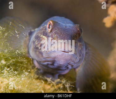 Round Gobi fish underwater Stock Photo - Alamy