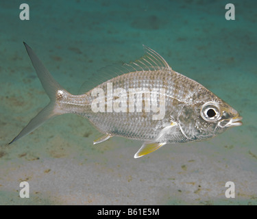 Yellowfin Mojarra (Gerres cinereus Stock Photo - Alamy