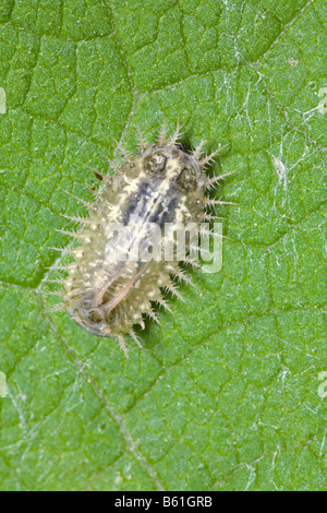 Tortoise beetle larva (Cassida Stock Photo - Alamy