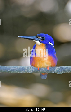 Azure Kingfisher (Alcedo azurea), very rare bird, Queensland, Australia ...