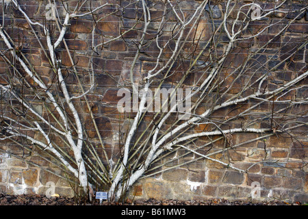 FIG BROWN TURKEY ON OWN ROOTS FAN TRAINED FRUIT TREES AT RHS ROSEMOOR ...