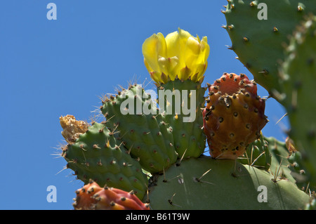 Opuntia ficus-indica yellow flower Stock Photo - Alamy