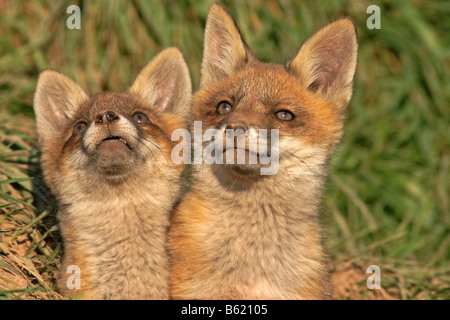 Red Foxes / Rotfüchse ( Vulpes vulpes ), two adults, standing, sitting together, watching ...