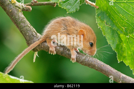 Common dormouse / hazel dormouse (Muscardinus avellanarius) eating ...