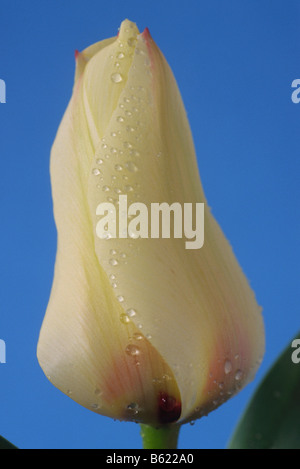 Tulip Albion Star Stock Photo - Alamy