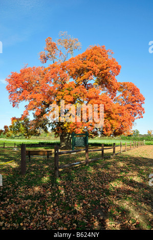 Comfort Sugar Maple Tree Oldest in Canada 500 years old Pelham Ontario ...