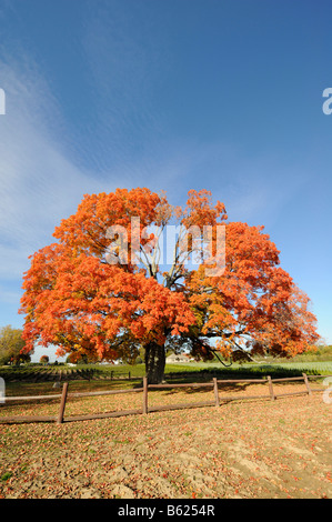 The "Comfort Maple" is the oldest Sugar Maple in Canada Stock Photo - Alamy