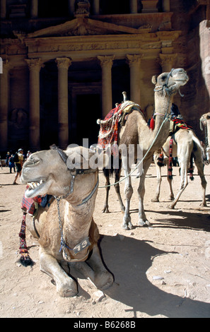 Camels near the Treasury, Petra, Jordan, Middle East Stock Photo - Alamy