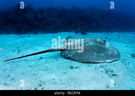 Roughtail Stingray (Dasyatis centroura) in Jupiter, FL Stock Photo - Alamy