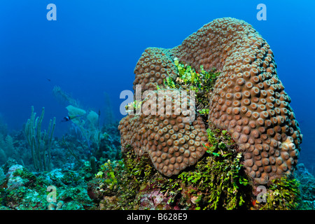 Coral reefs underwater, Belize Barrier Reef, Belize Stock Photo - Alamy