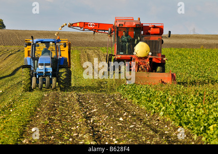 Beet harvester pulls up the sugar beets and filled the tractor trailer ...