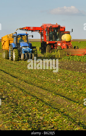 Beet harvester pulls up the sugar beets and filled the tractor trailer ...