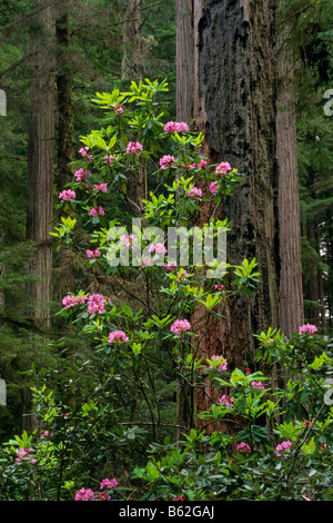 Rhododendron blooming and redwood tree trunks; Jedediah Smith Redwoods ...