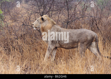 Young lion stalking for prey Stock Photo - Alamy