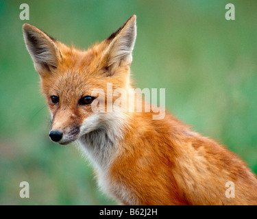 Portait of red fox (vulpes vulpes) in green forest Stock Photo - Alamy