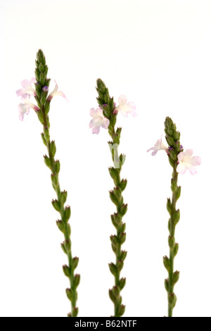 A vertical shot of a verbena flower Stock Photo - Alamy