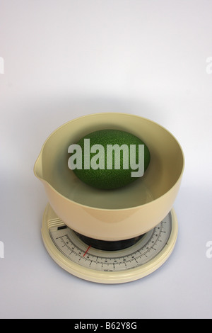 southern cassowary egg weighed scales Stock Photo - Alamy