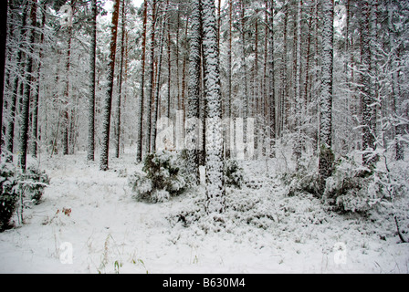 Trees in the forest in winter with a lot of snow Stock Photo - Alamy
