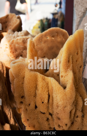 Dried Sea Sponges Stock Photo - Alamy