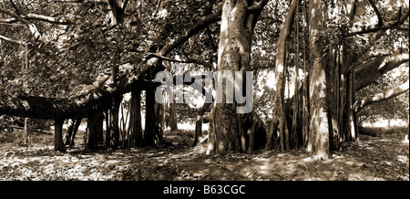 Ficus Benghalensis. Thimmamma Marrimanu banyan tree, Near Kadiri ...