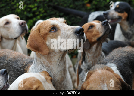 The Croome and West Warwickshire hunt at a meeting at Ragley Hall in ...