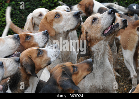 The Croome and West Warwickshire hunt at a meeting at Ragley Hall in ...